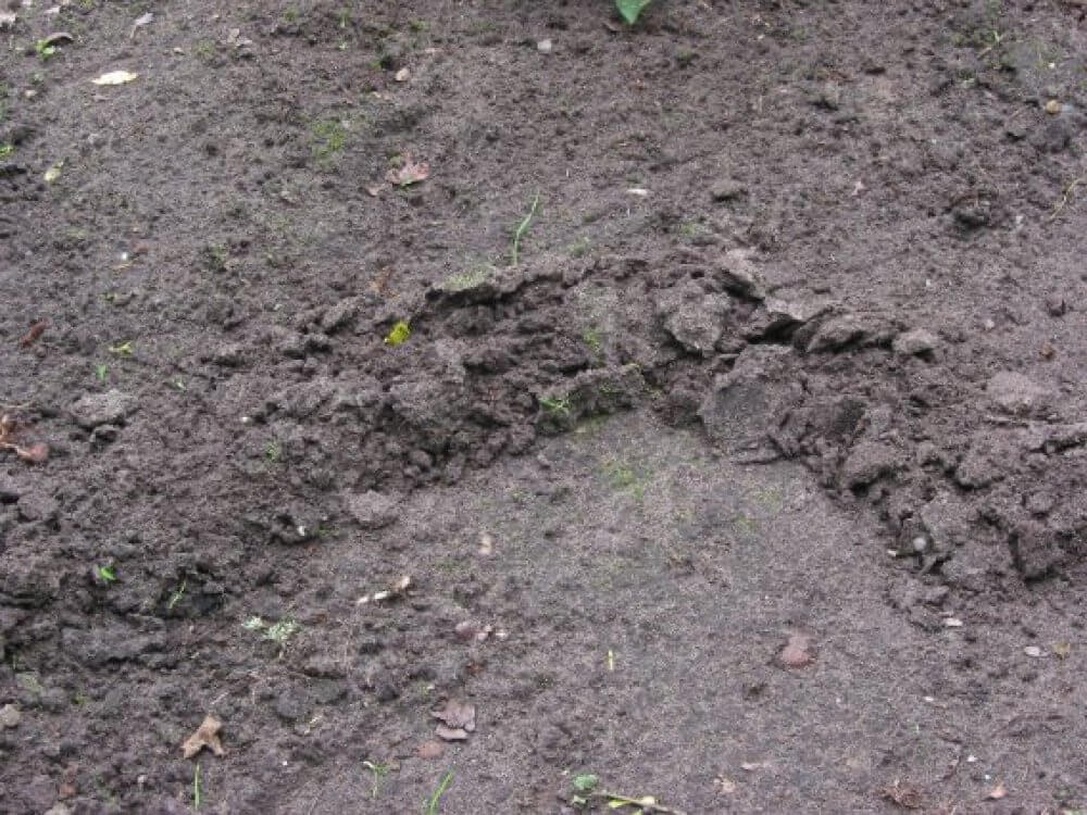 Plaagdierbeheersing Groningen - ongediertebestrijding groningen - Zelf ...
